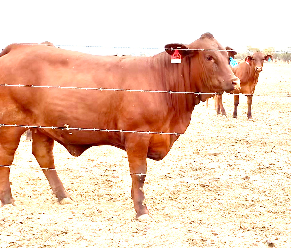 Large Red Reflective Ear Tags WITH Buttons – Hitching Rail